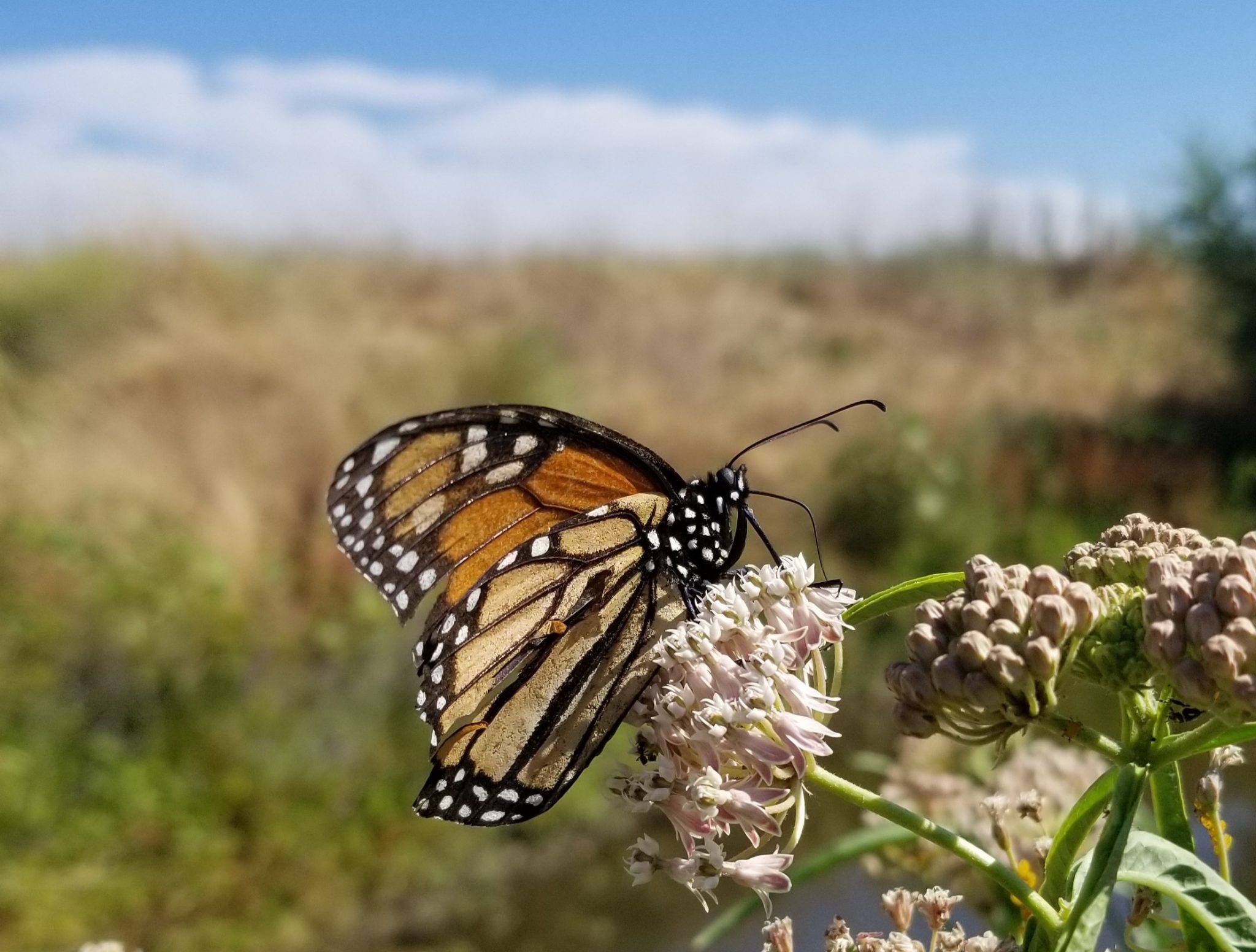 Western Monarch Breeding Season Status - Gottlieb Native Garden