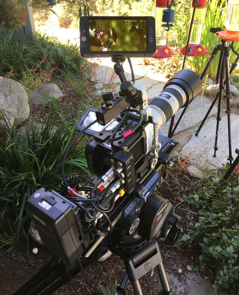 National Geographic Films in the Garden! - Gottlieb Native Garden