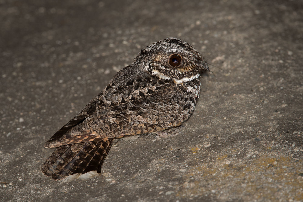 Common Poorwill - Gottlieb Native Garden