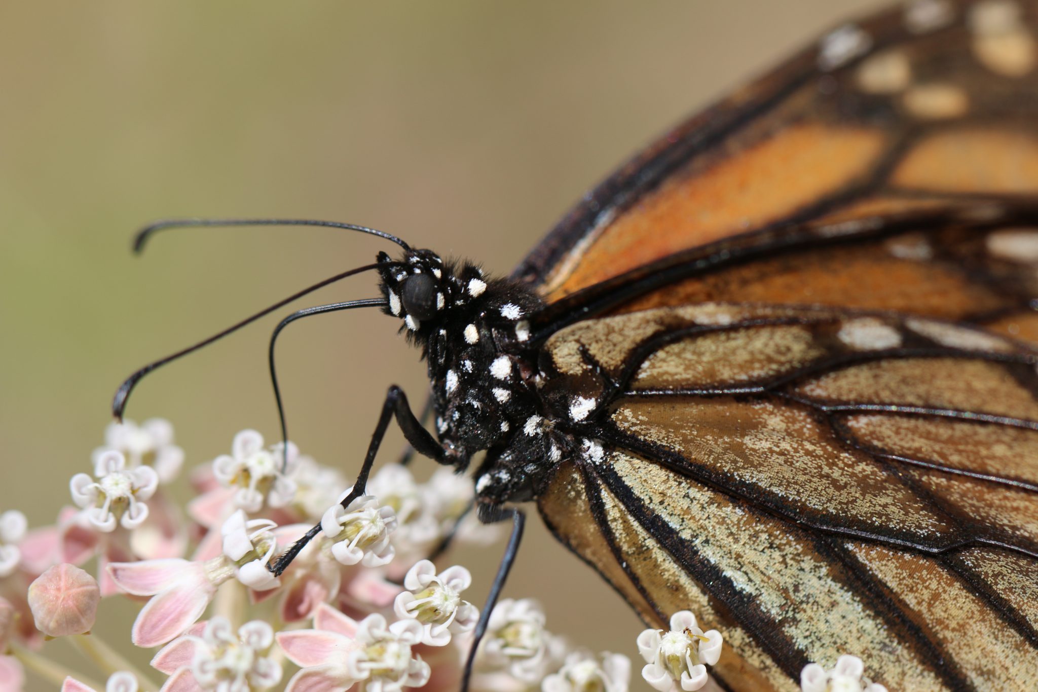 Monarch and Pollinator Habitat Kits Designed to Support Imperiled ...
