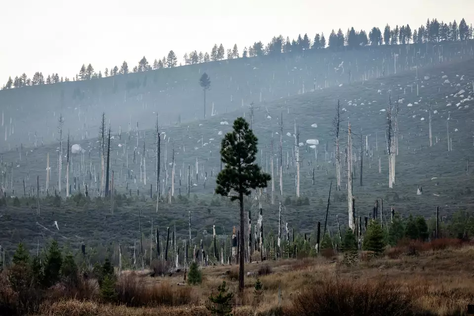 California’s trees are dying in huge numbers — and Tahoe is the ...